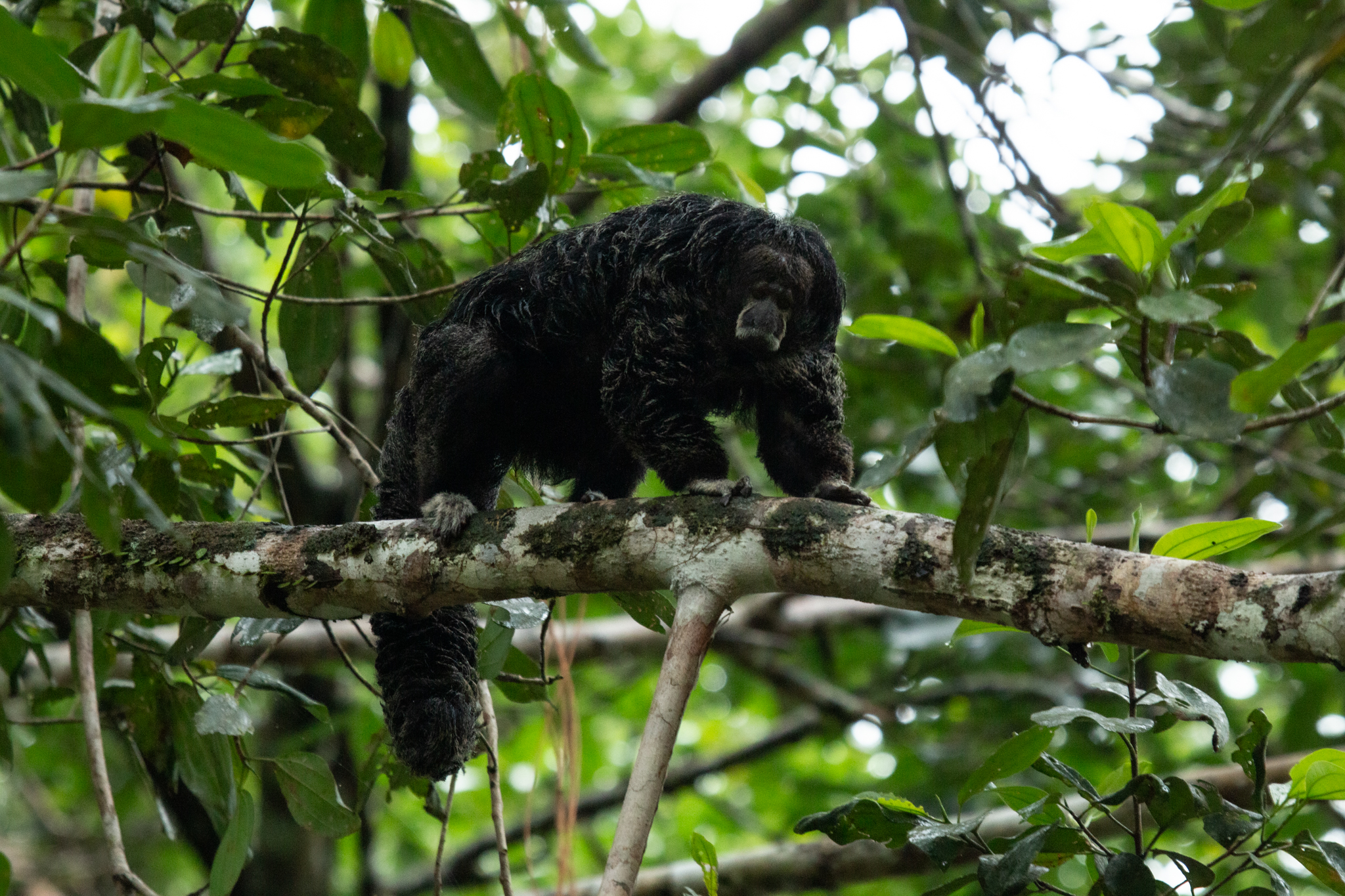 Cuyabeno Amazon Jungle Lodge | Green Forest Ecolodge | Cuyabeno Tours ...